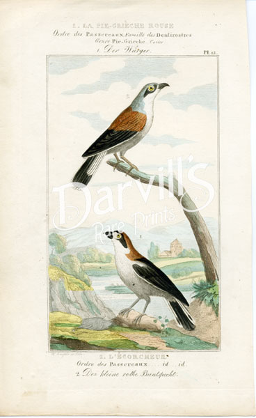 George Louis Le Clerc, Count Buffon, "Buffon's Complete Works - Birds ...