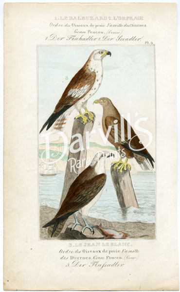 George Louis Le Clerc, Count Buffon, "Buffon's Complete Works - Birds ...