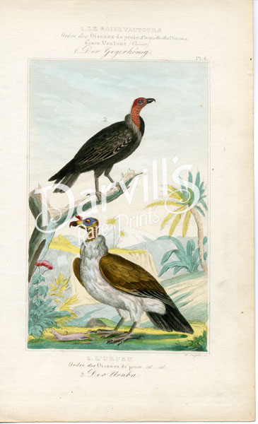 George Louis Le Clerc, Count Buffon, "Buffon's Complete Works - Birds ...