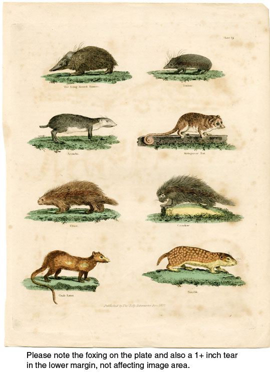 George Louis LeClerc Buffon, "Buffon's Complete Works" 1834 Natural ...