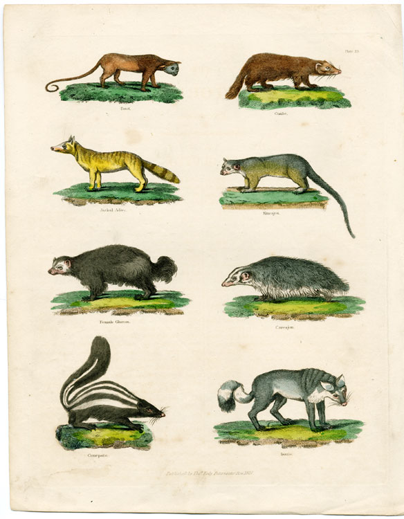 George Louis LeClerc Buffon, "Buffon's Complete Works" 1834 Natural ...