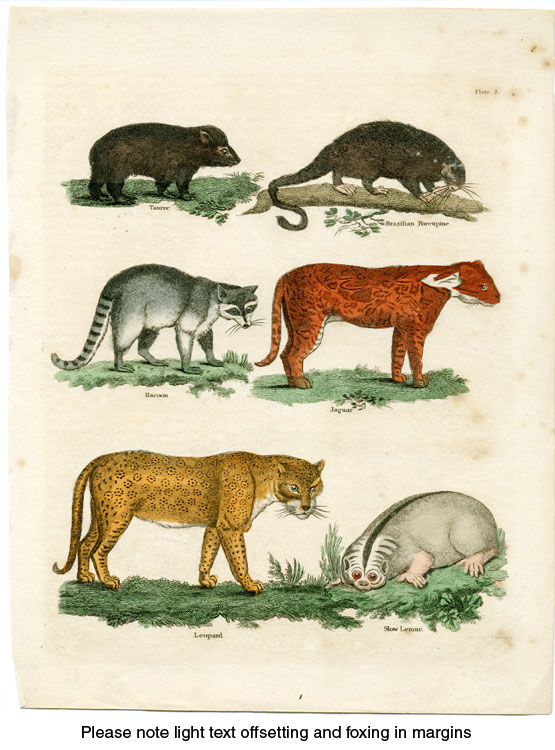 George Louis LeClerc Buffon, "Buffon's Complete Works" 1834 Natural ...