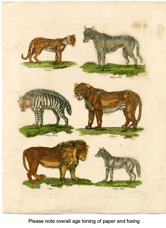 George Louis LeClerc Buffon, "Buffon's Complete Works" 1834 Natural ...