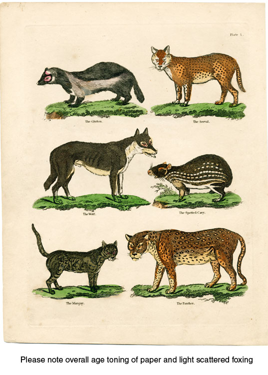 George Louis LeClerc Buffon, "Buffon's Complete Works" 1834 Natural ...