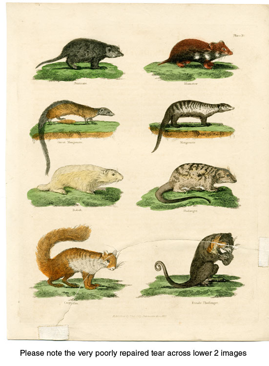 George Louis LeClerc Buffon, "Buffon's Complete Works" 1834 Natural ...