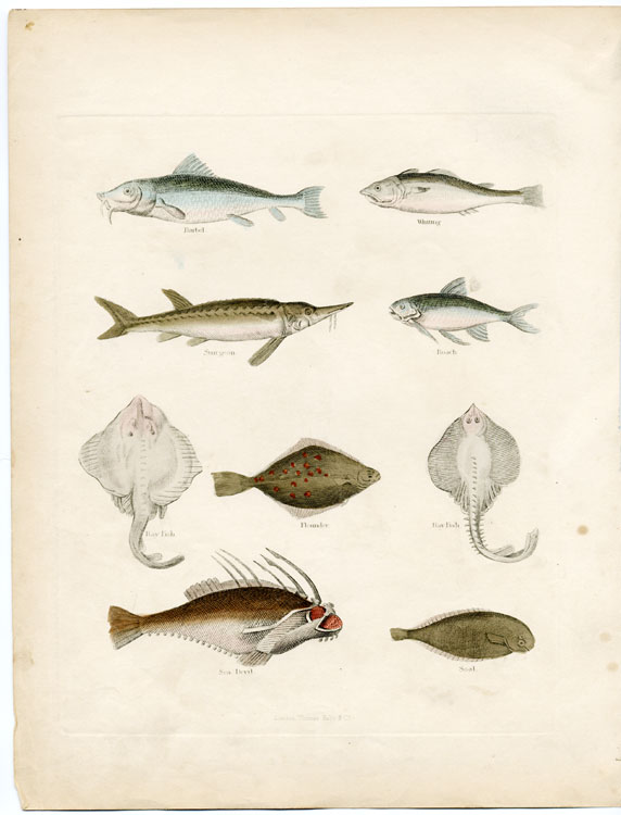 George Louis LeClerc Buffon, "Buffon's Complete Works" 1834 Natural ...