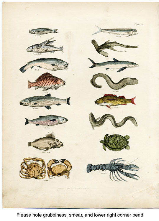 George Louis LeClerc Buffon, "Buffon's Complete Works" 1834 Natural ...