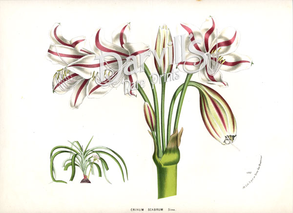 Louis Van Houtte's "Flore des Serres et des Jardins de L'Europe" or ...