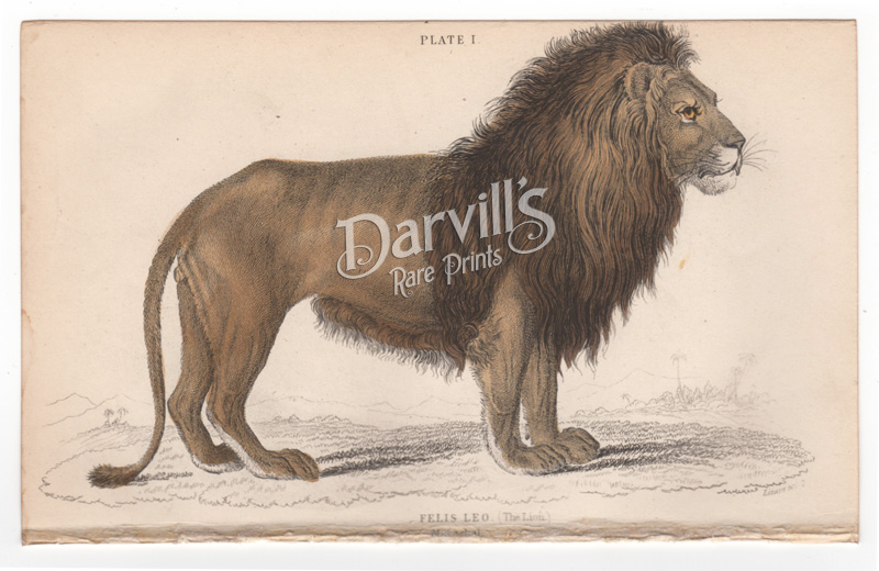 Sir William Jardine "The Naturalist's Library" 1830s - 1850s antique ...