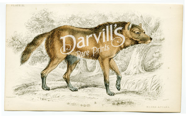 Sir William Jardine "The Naturalist's Library" 1830s - 1850s antique ...