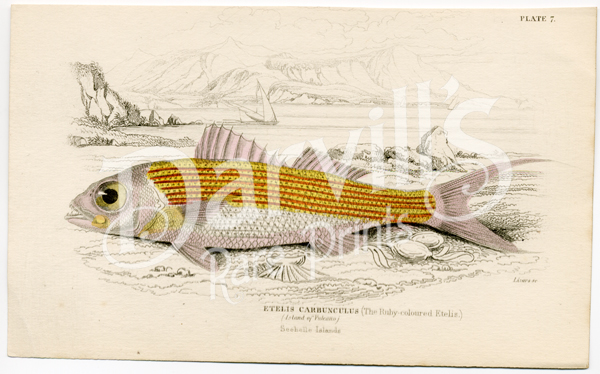 Sir William Jardine "The Naturalist's Library" 1838-43 antique fish prints