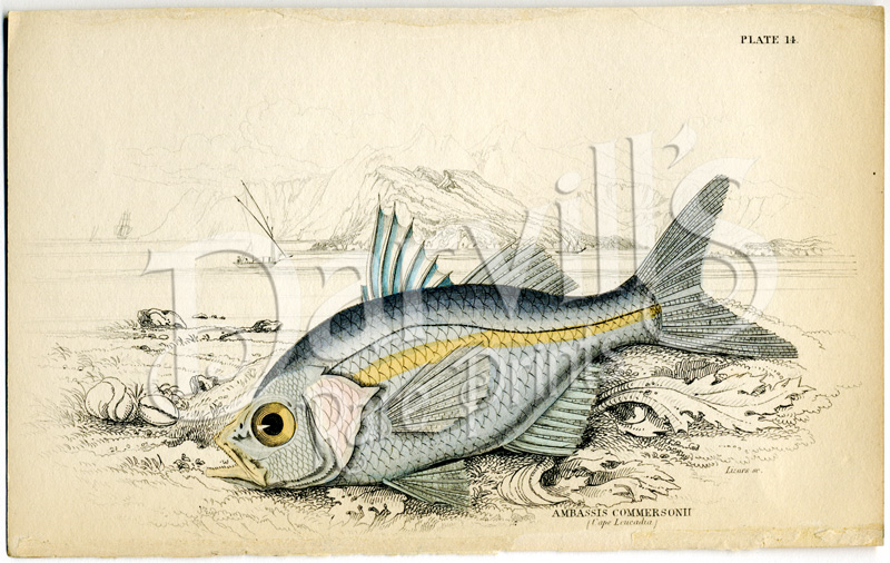 Sir William Jardine "The Naturalist's Library" 1838-43 antique fish prints