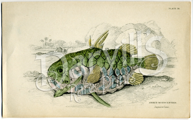 Sir William Jardine "The Naturalist's Library" 1838-43 antique fish prints