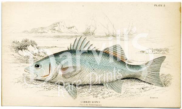 Sir William Jardine "The Naturalist's Library" 1838-43 antique fish prints