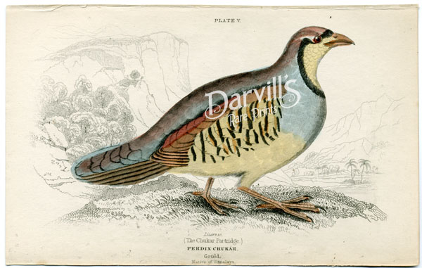Chukar Partridge Drawing