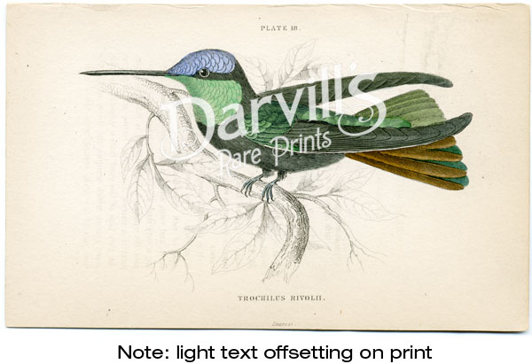 Sir William Jardine "The Naturalist's Library" 1838-43 antique bird ...