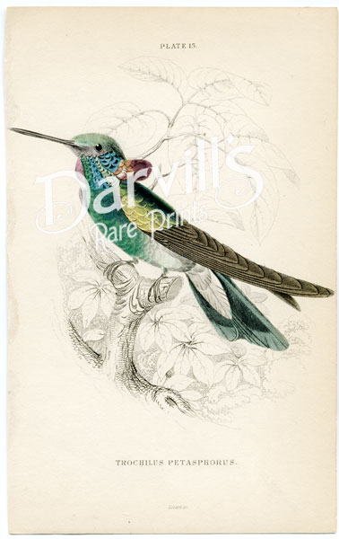 Sir William Jardine "The Naturalist's Library" 1838-43 antique bird ...