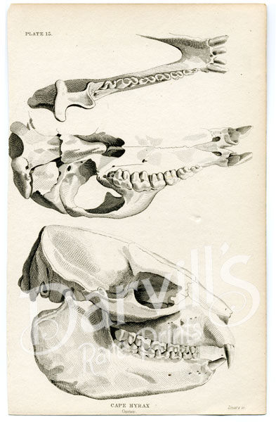 Sir William Jardine "The Naturalist's Library" 1830s - 1850s antique ...