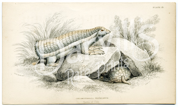 Sir William Jardine "The Naturalist's Library" 1830s - 1850s antique ...