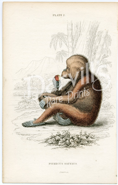 Sir William Jardine "The Naturalist's Library" 1830s - 1850s antique ...