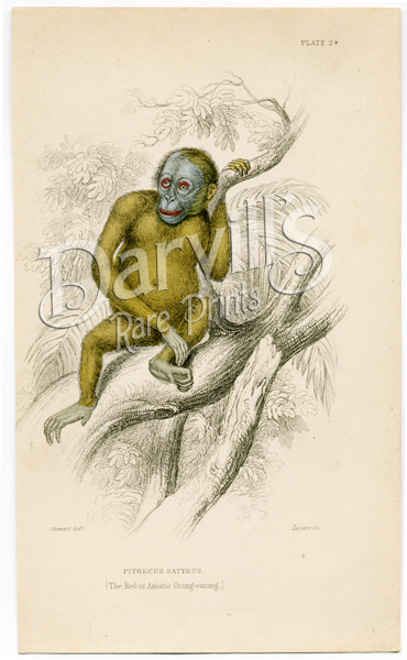 Sir William Jardine "The Naturalist's Library" 1830s - 1850s antique ...