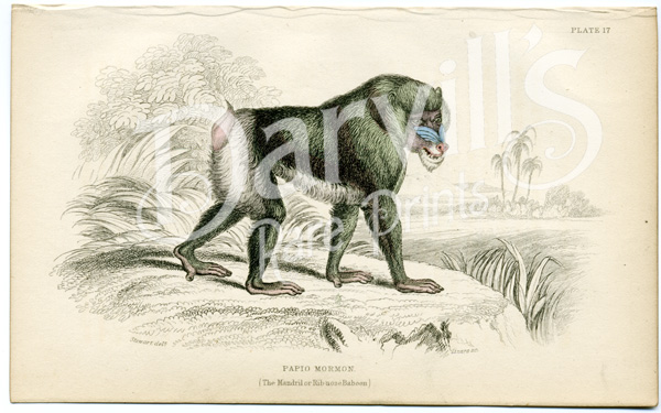 Sir William Jardine "The Naturalist's Library" 1830s - 1850s antique ...