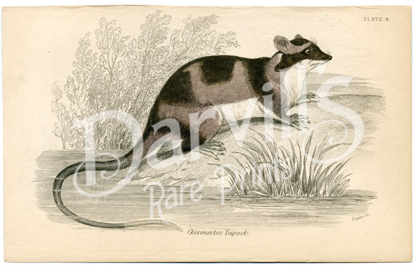 Sir William Jardine "The Naturalist's Library" 1830s - 1850s antique ...