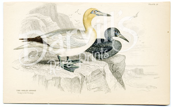 Sir William Jardine "The Naturalist's Library" 1838-43 antique bird ...