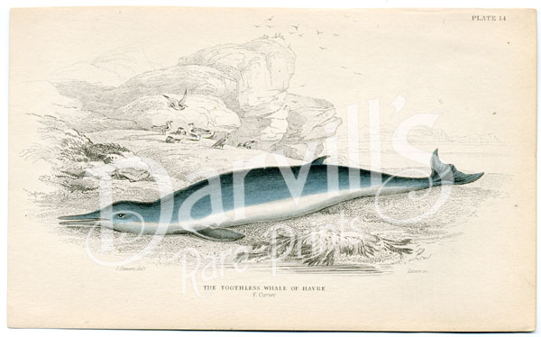 Sir William Jardine "The Naturalist's Library" 1838-43 antique prints ...