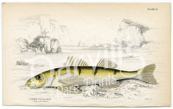 Sir William Jardine "The Naturalist's Library" 1838-43 antique fish prints