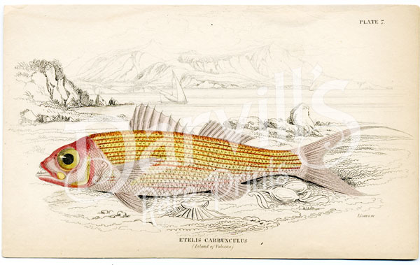 Sir William Jardine "The Naturalist's Library" 1838-43 antique fish prints