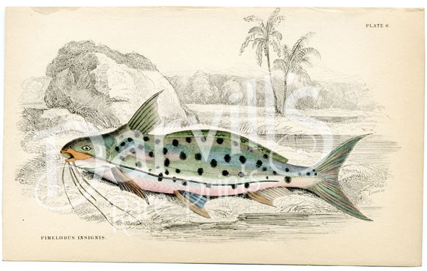 Sir William Jardine "The Naturalist's Library" 1838-43 antique fish prints