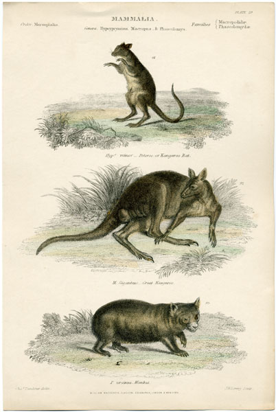 antique animal prints engravings McKenzie and Lowry "Museum of Natural ...