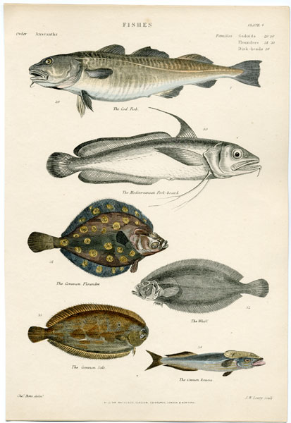 antique animal prints engravings McKenzie and Lowry "Museum of Natural ...