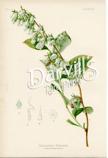 Antique botanical prints from Thomas Meehan's "Native Flowers and Ferns ...