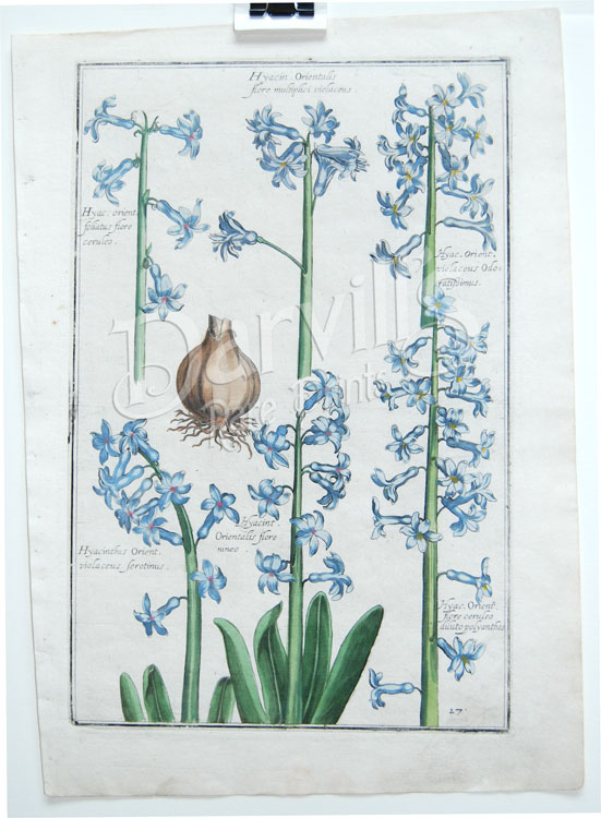 Daniel Rabel Hyacinth print from the year 1627 (Theatrum Florae)