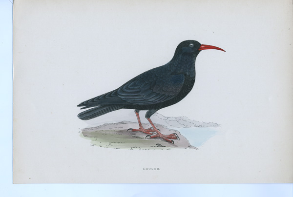 Antique bird prints by F.O. Morris "A History of British Birds" 1851 ...