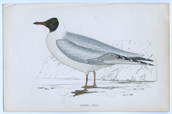 Morris antique bird prints, hand-colored engravings from 1851-1903