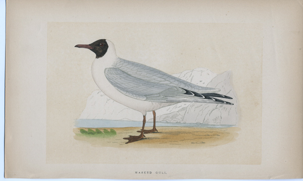 Morris antique bird prints, hand-colored engravings from 1851-1903