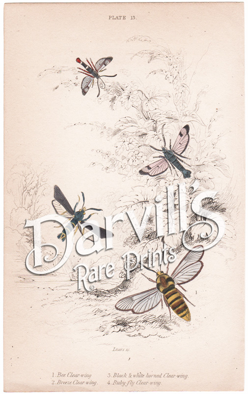 Sir William Jardine "The Naturalist's Library" 1838-43 Butterflies ...