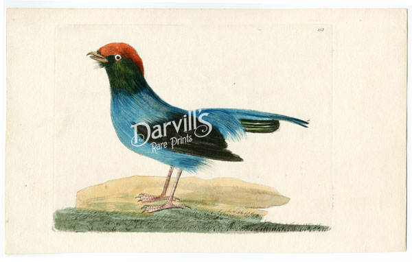 Shaw and Nodder bird prints from "The Naturalist's Miscellany" (1789 ...