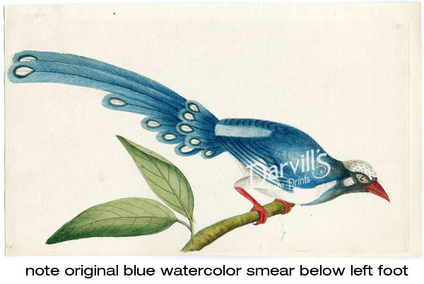 Shaw and Nodder bird prints from "The Naturalist's Miscellany" (1789 ...