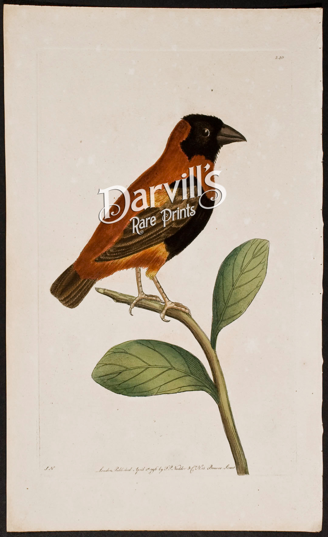 Shaw and Nodder bird prints from "The Naturalist's Miscellany" (1789 ...