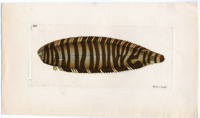 Shaw and Nodder Fish (1789-1813) antique prints