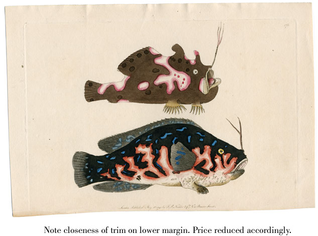 Shaw and Nodder Fish (1789-1813) antique prints