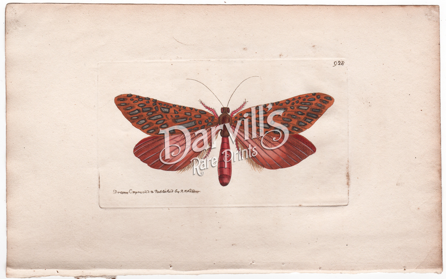 Shaw and Nodder prints of Insects, Butterfly, Moth antique prints