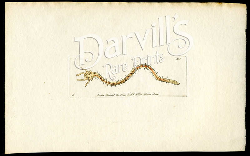 Shaw and Nodder Sealife antique prints