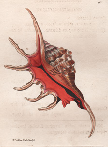 Shaw and Nodder Shell antique prints