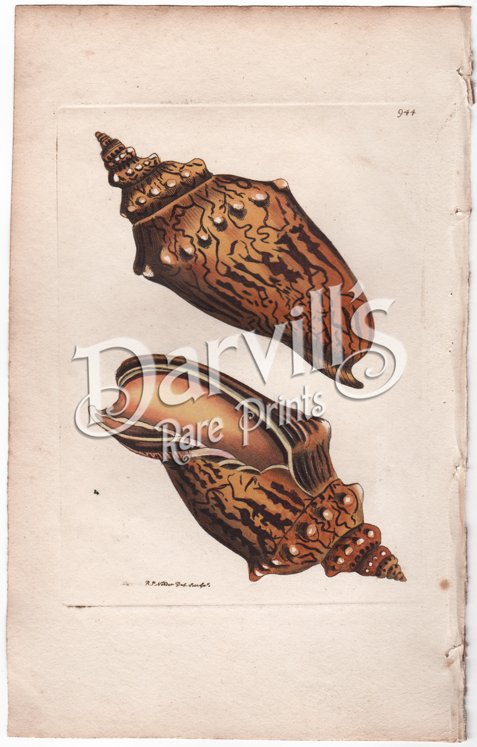 Shaw and Nodder Shell antique prints