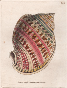 Shaw and Nodder Shell antique prints